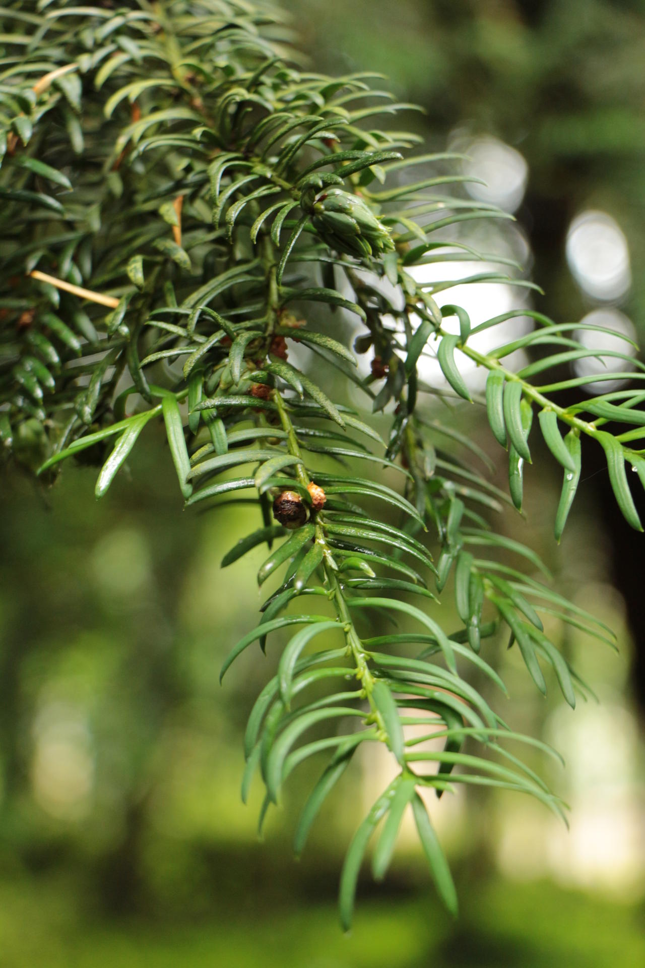 Carnets de saisons – L’arbre : l’if, entre la vie et la mort - Parcs ...